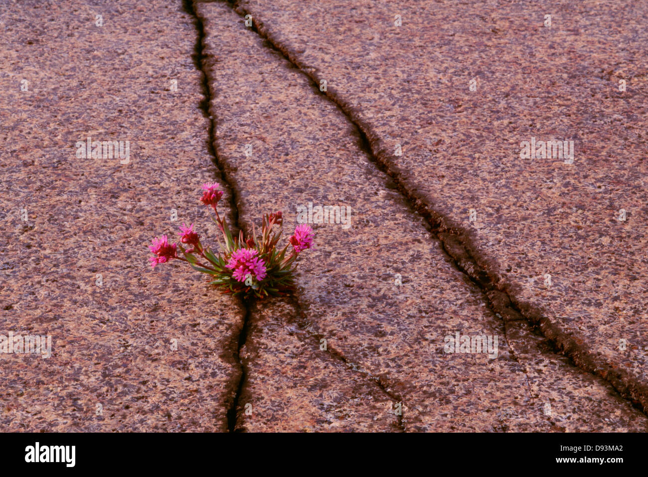 Flower plant in crevice of rock surface, elevated view Stock Photo - Alamy