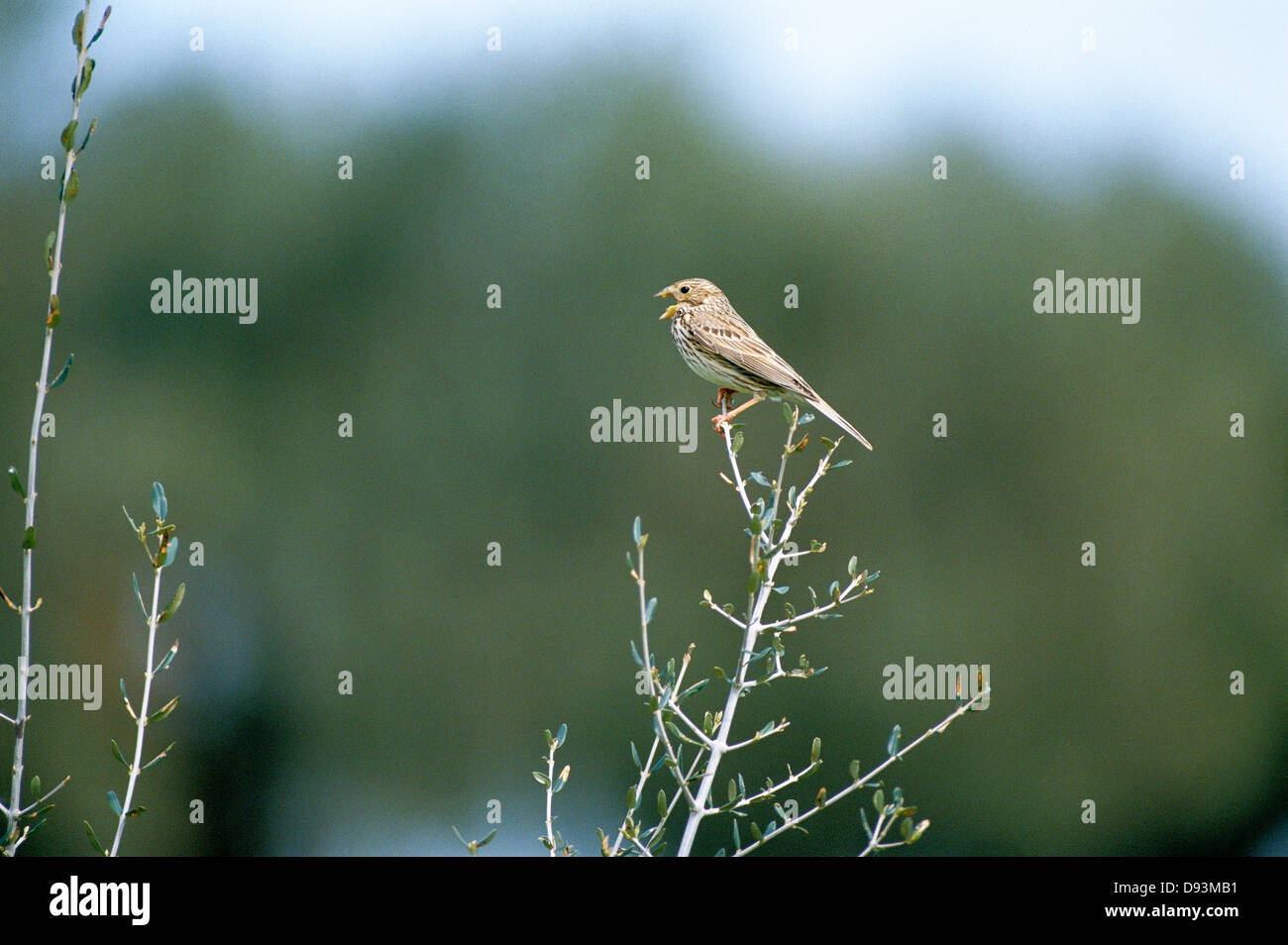 A small bird in a tree Stock Photo - Alamy