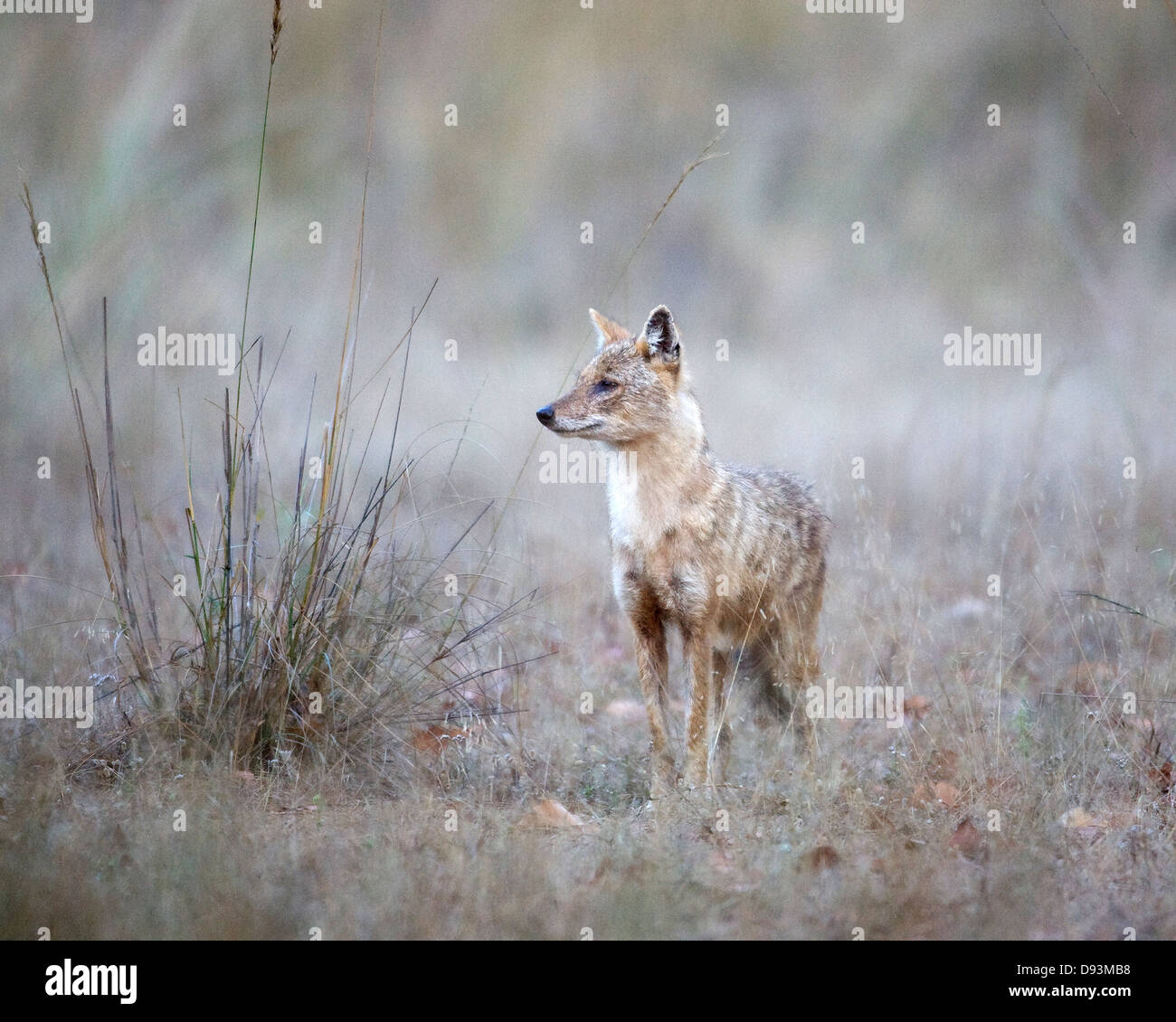 Schakal hi-res stock photography and images - Alamy