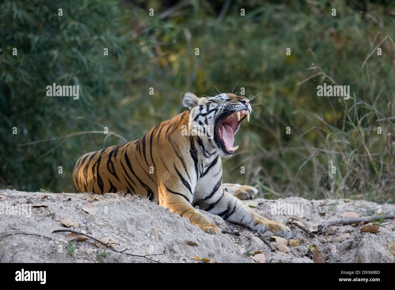 A tiger at a cliff Stock Photo - Alamy