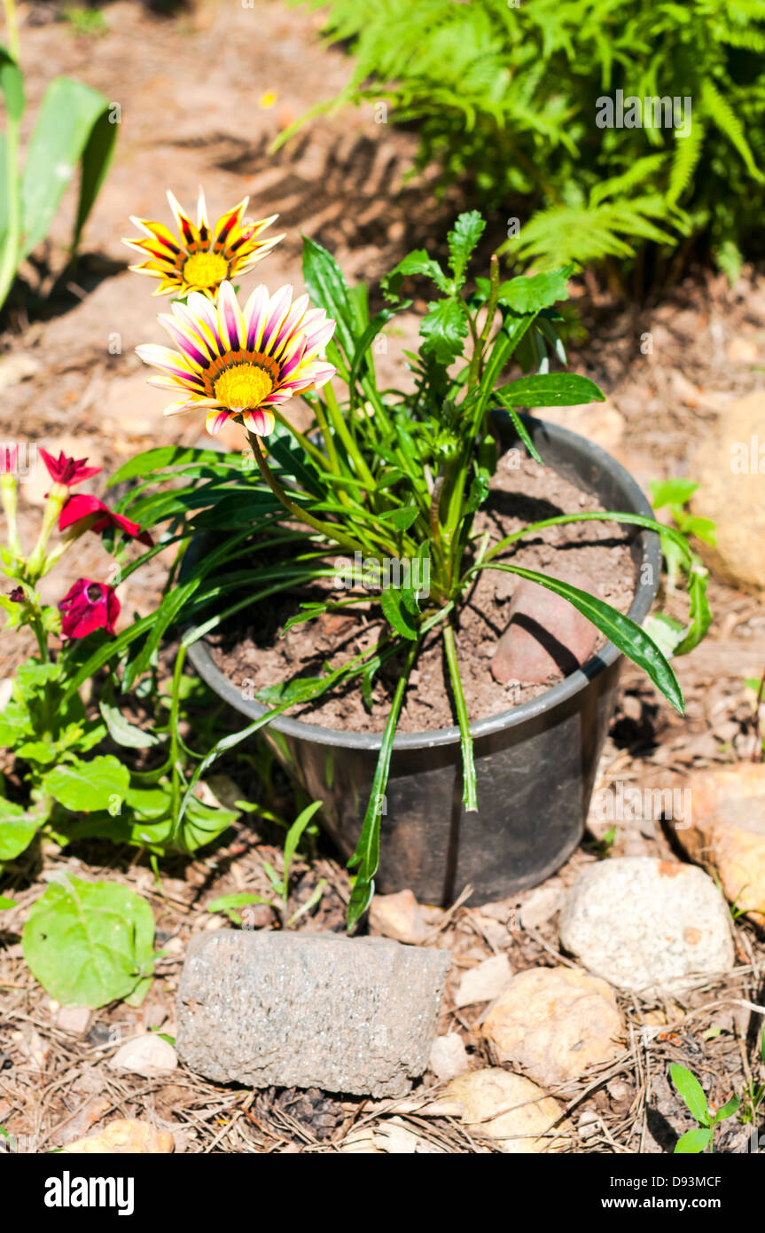 Gazania pot hi-res stock photography and images - Alamy