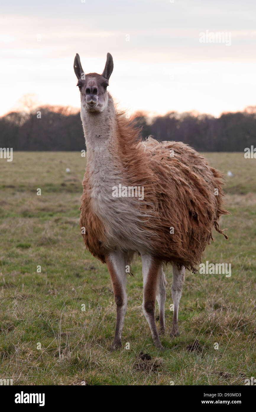 Llama or Alpaca photographed at Knowsley Safari Park Stock Photo - Alamy