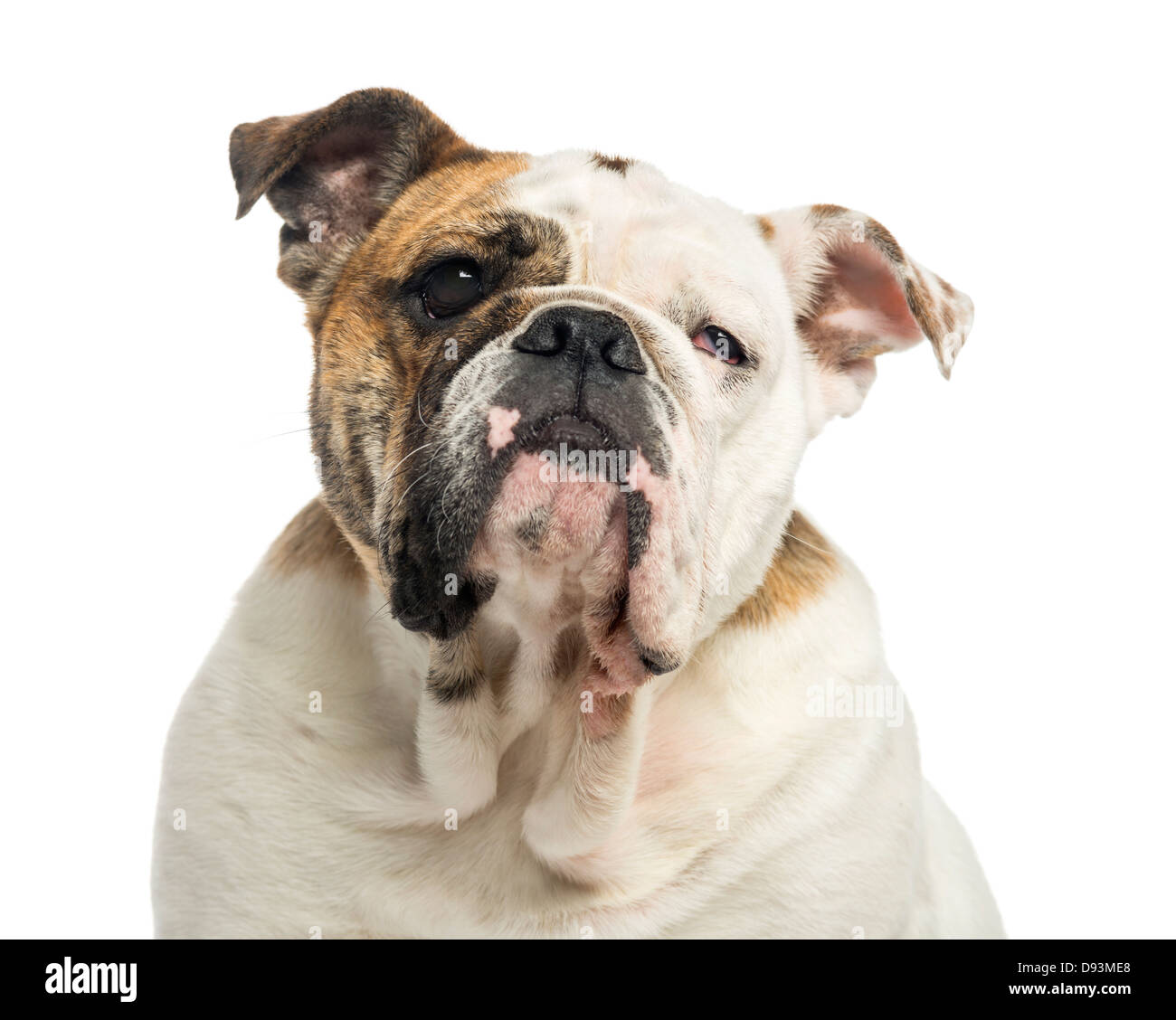 Close-up of English Bulldog, 1 year old, against white background Stock ...