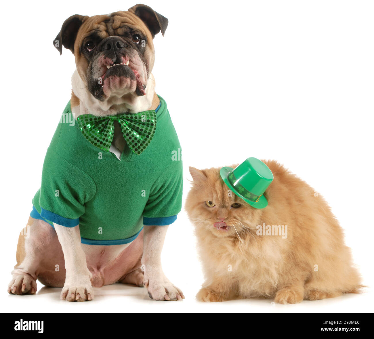 st patricks day dog and cat isolated on white background Stock Photo ...
