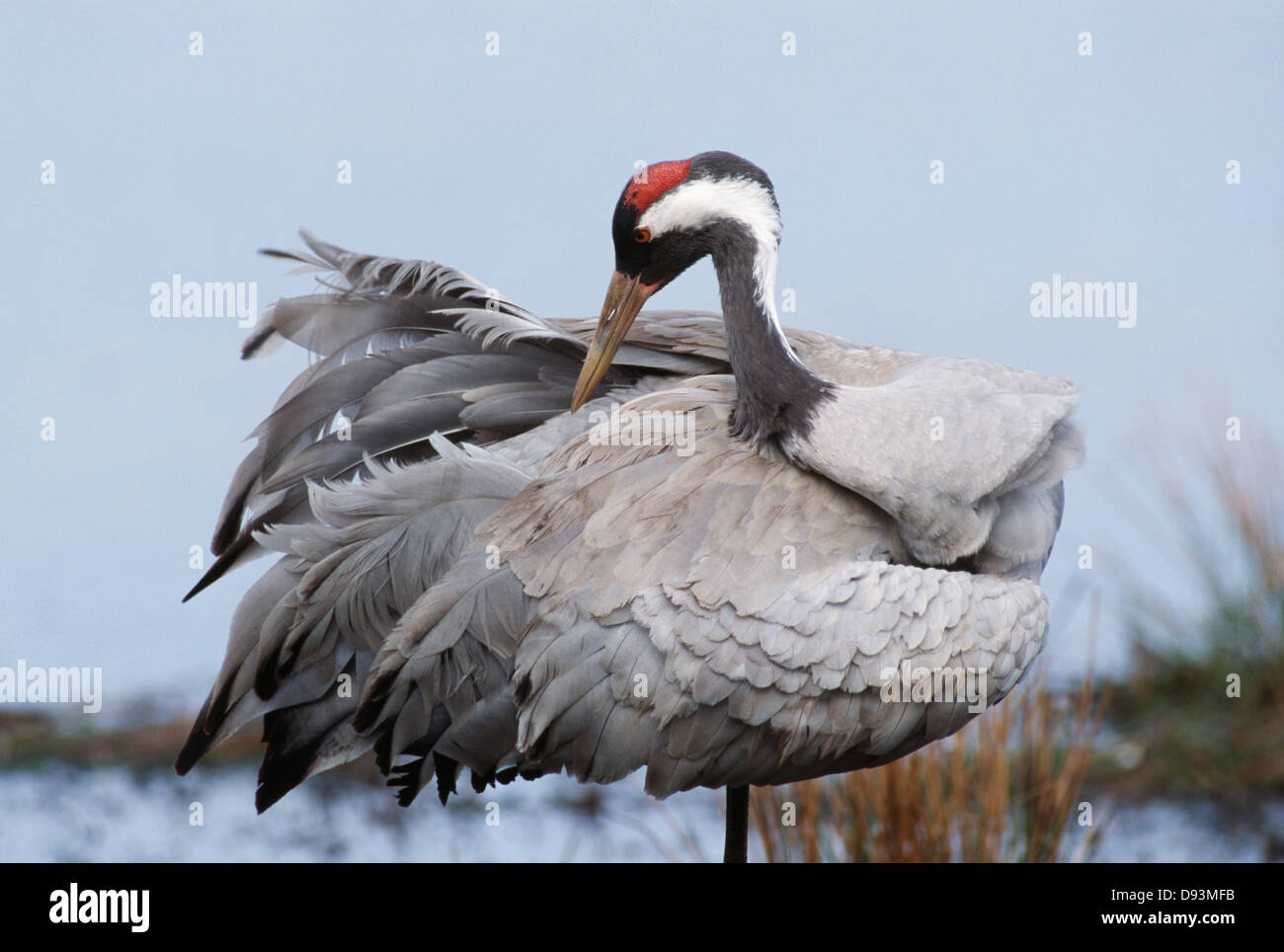 Crane preening itself Stock Photo - Alamy