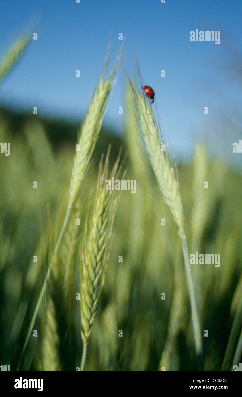 Wheat insect hi-res stock photography and images - Alamy