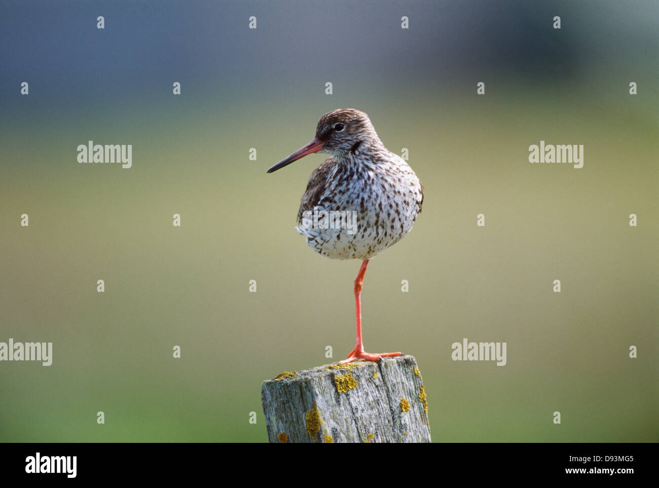 Wooden no one with nature hi-res stock photography and images - Alamy