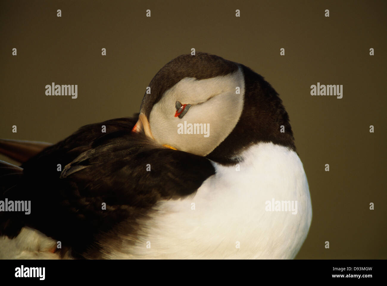 Puffin head shot close hi-res stock photography and images - Alamy