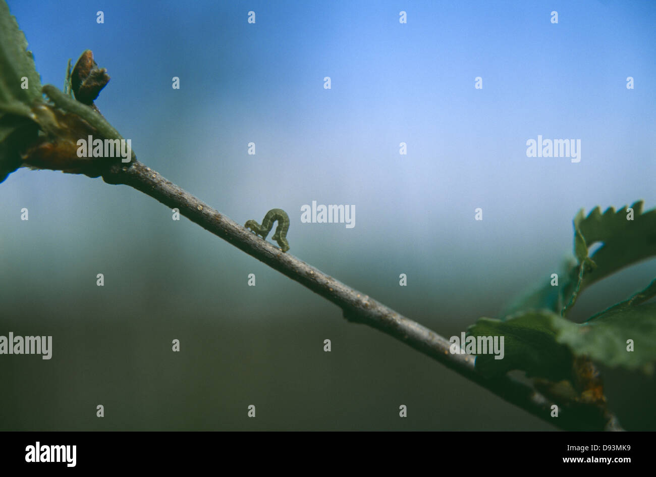 Worms crawling on twig, side view Stock Photo - Alamy