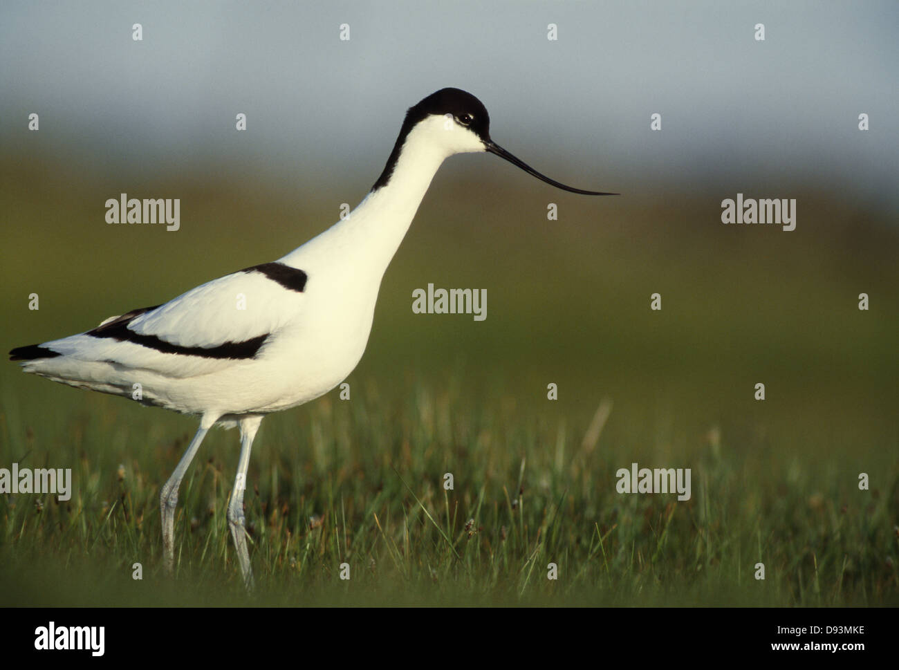 Bird standing in grass Stock Photo - Alamy