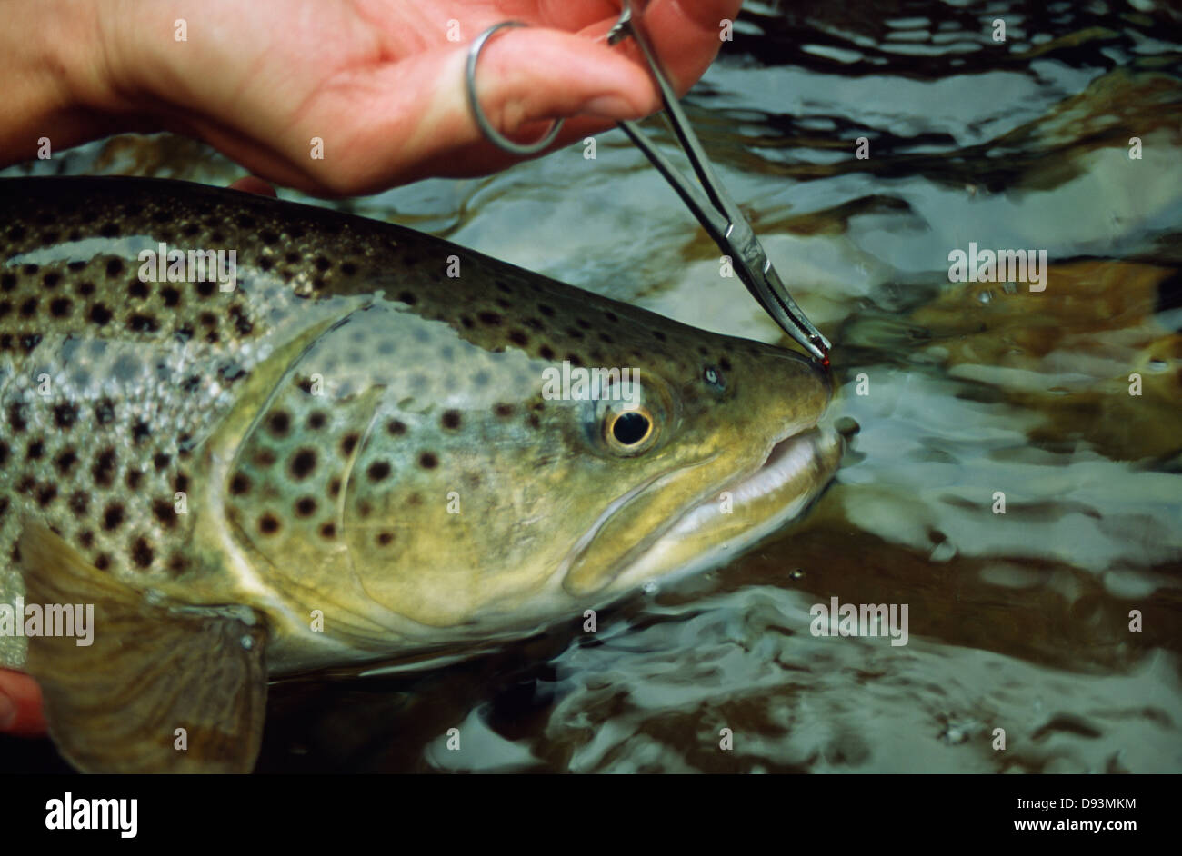 Forceps fish hi-res stock photography and images - Alamy
