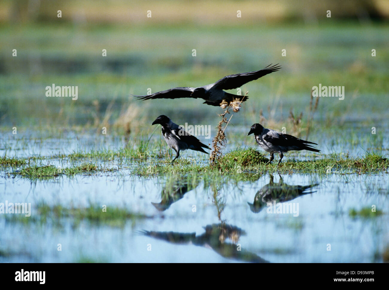 Jay and water reflection hi-res stock photography and images - Alamy