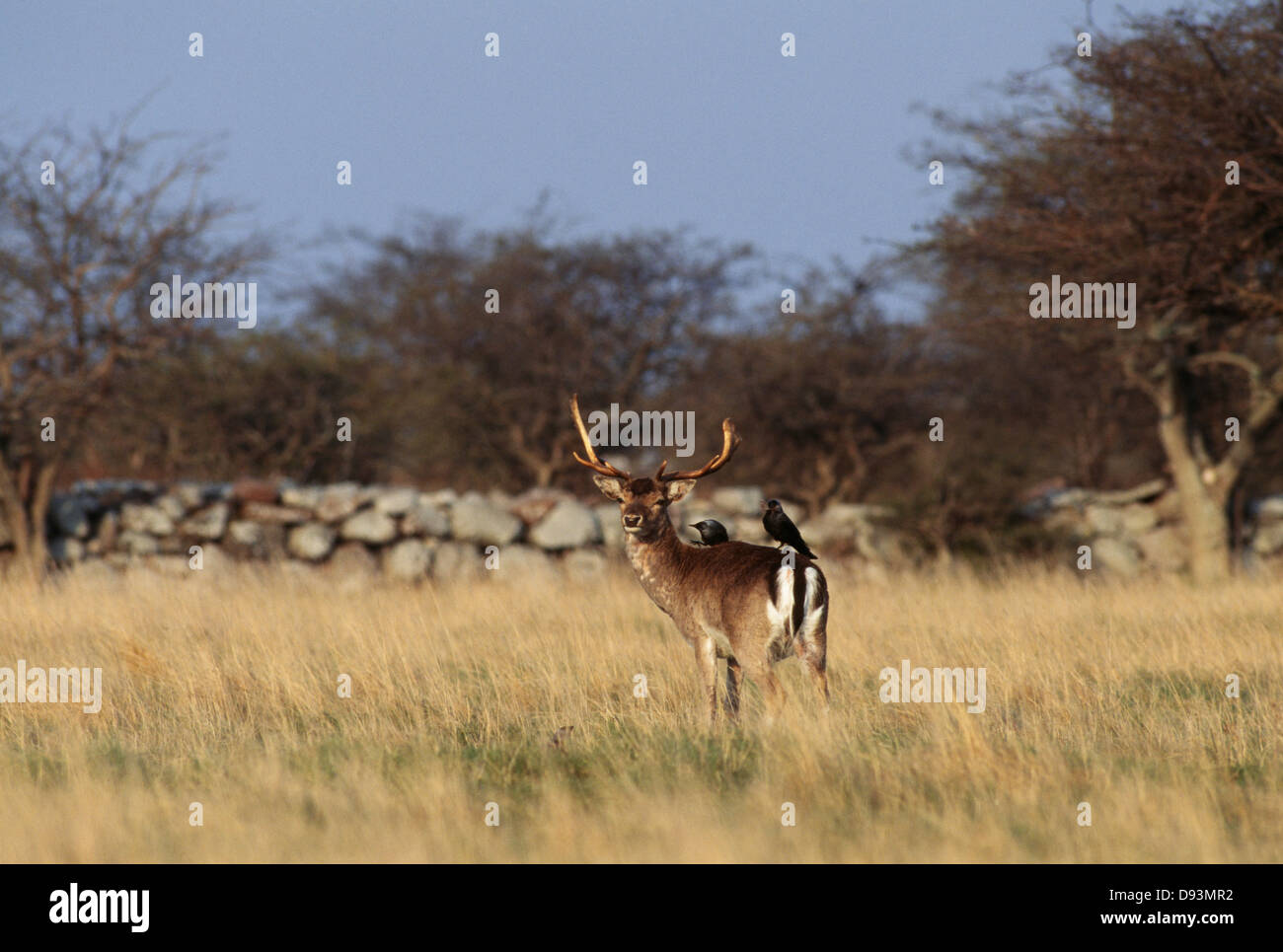 Deer looking back standing hi-res stock photography and images - Alamy