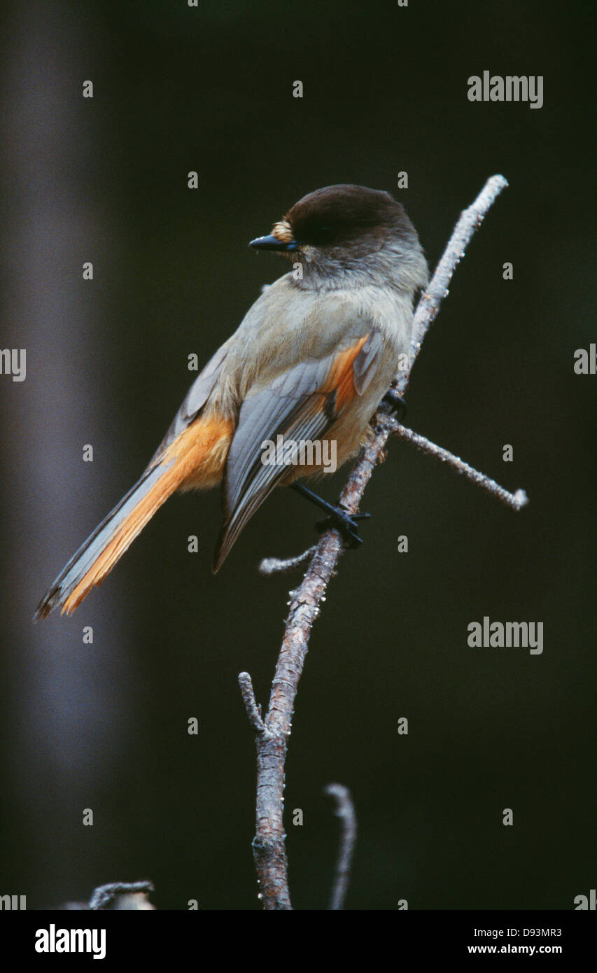 Bird perched on branch, side view Stock Photo - Alamy