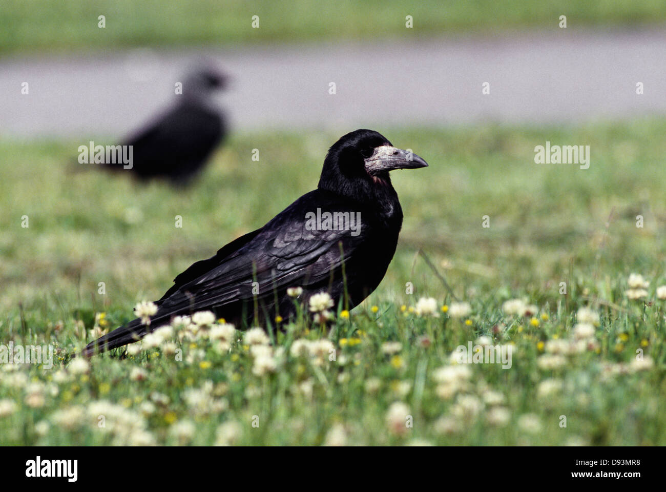 Crow in field Stock Photo - Alamy