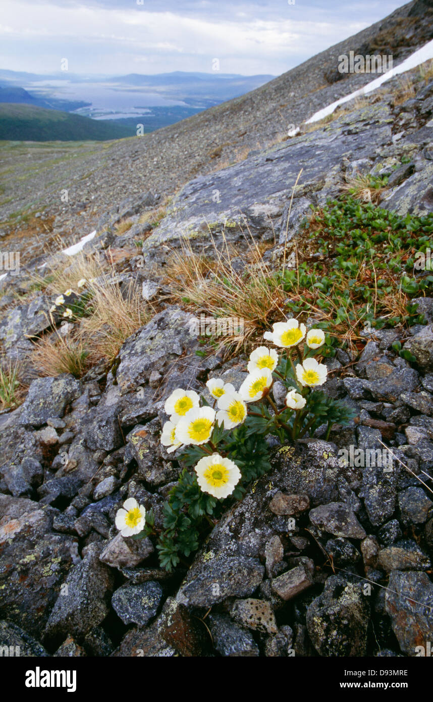 Wild flowers on slope of mountain, elevated view Stock Photo - Alamy