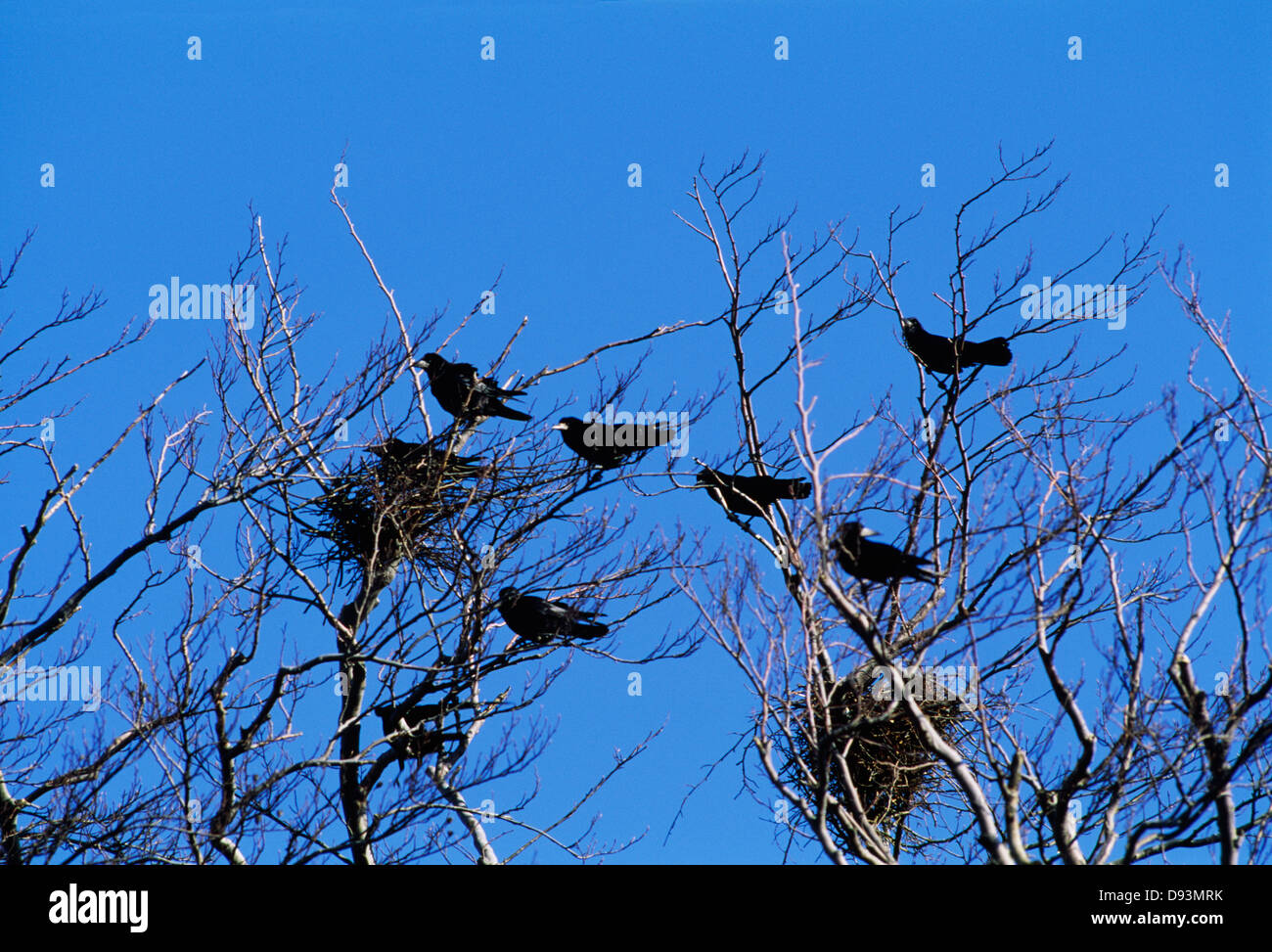The tree of crows hi-res stock photography and images - Alamy