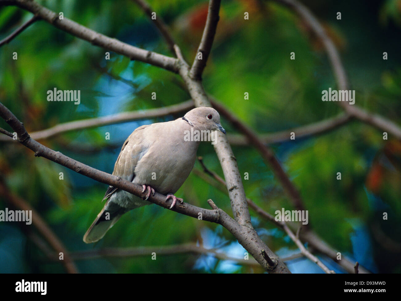 Collared dove image hi-res stock photography and images - Alamy
