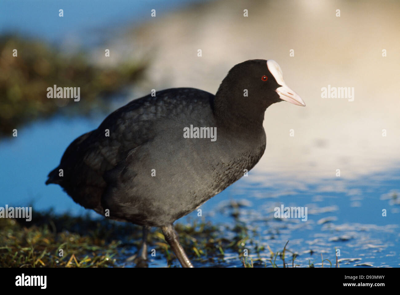 Coot walking in water Stock Photo - Alamy