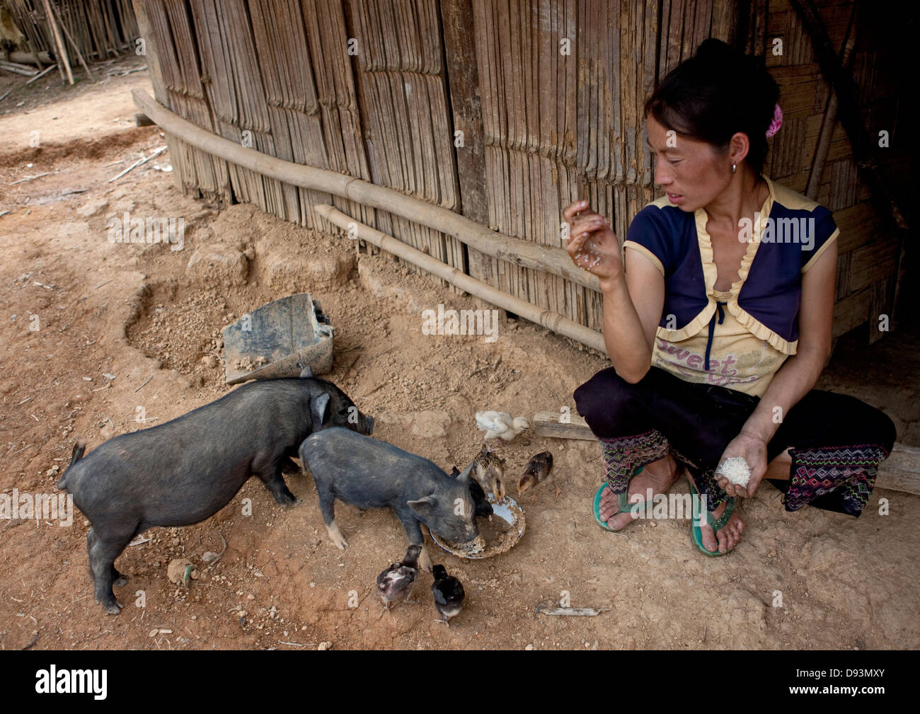 Hmong Minority Woman Feeding Pigs, Muang Sing, Laos Stock Photo - Alamy