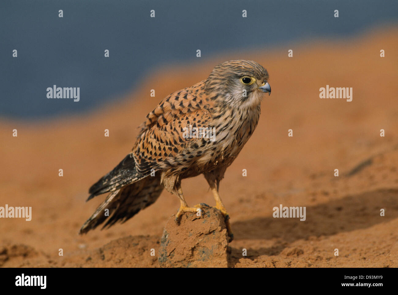 Very alert kestrel hi-res stock photography and images - Alamy