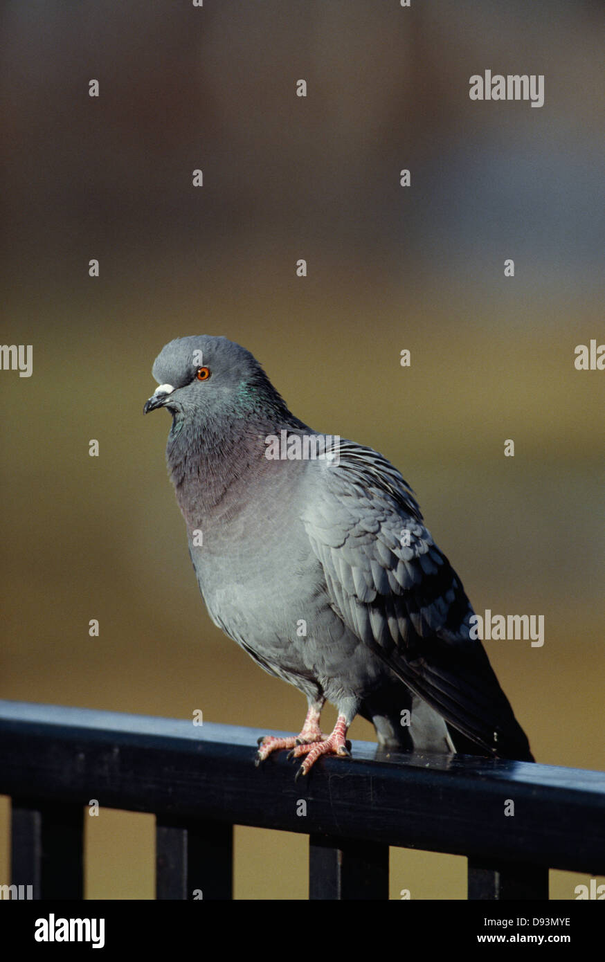 Pigeon perching on fence Stock Photo - Alamy