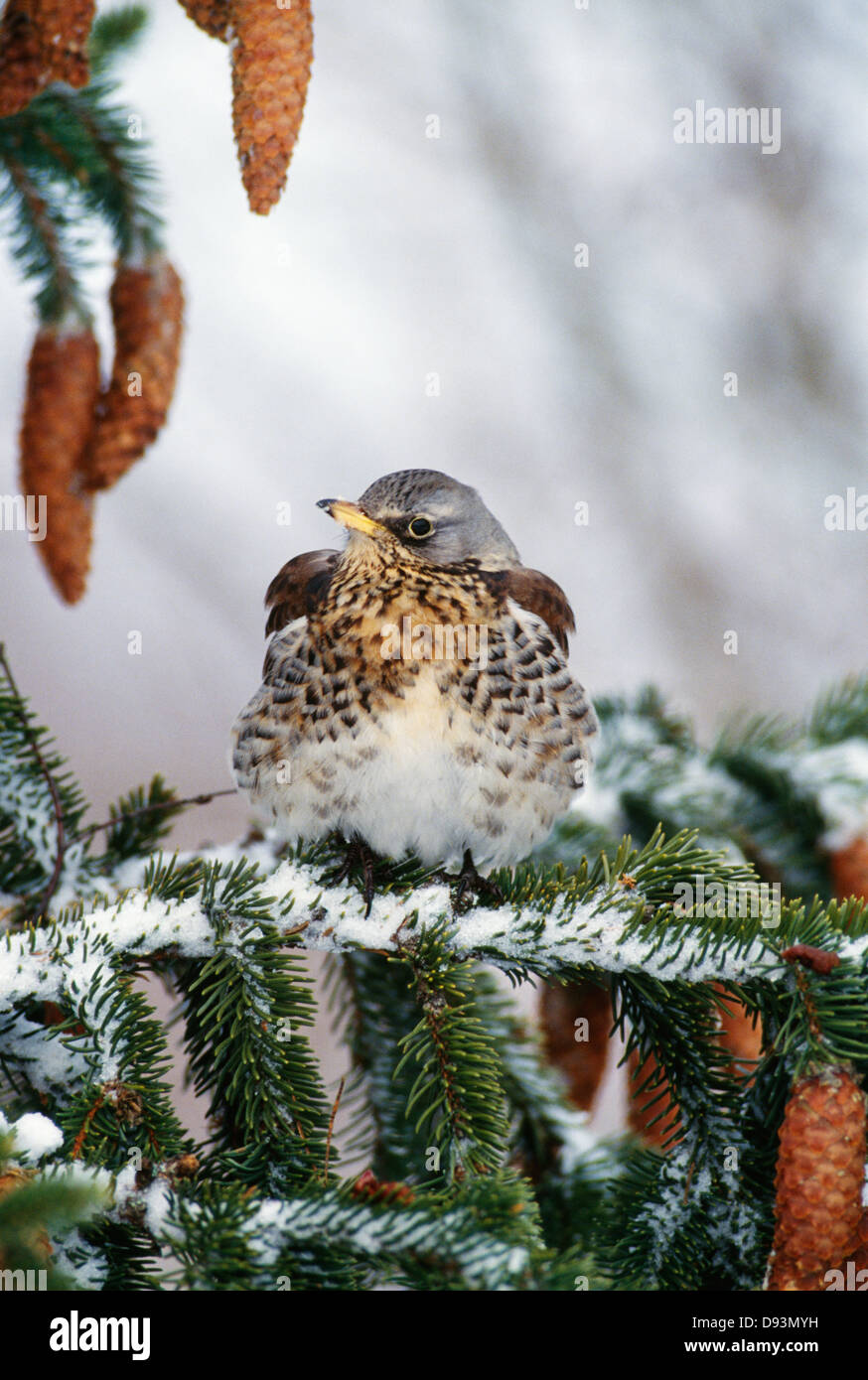 Fieldfare image hi-res stock photography and images - Alamy