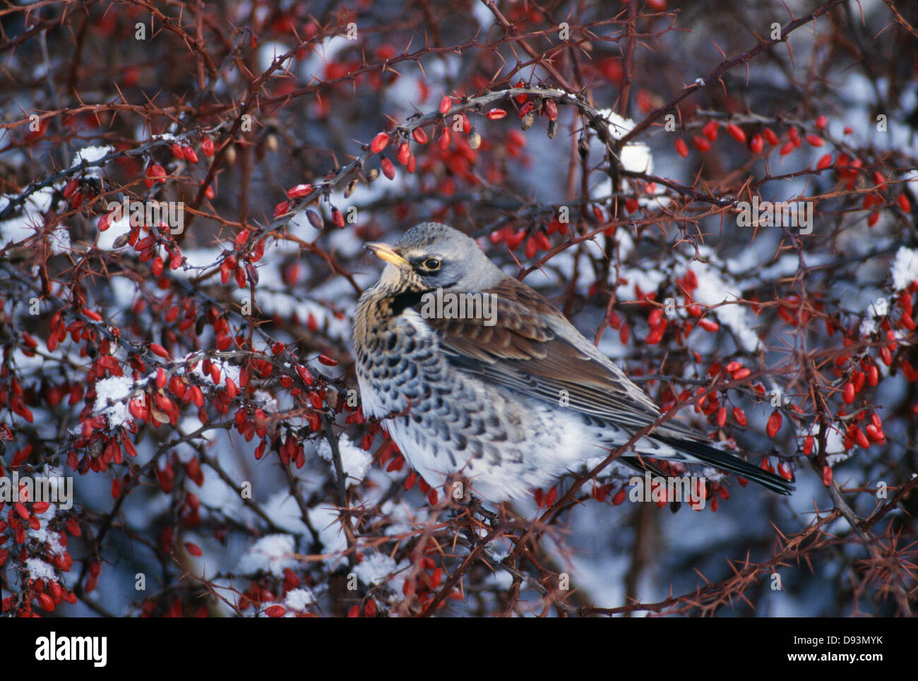 Fieldfare image hi-res stock photography and images - Alamy