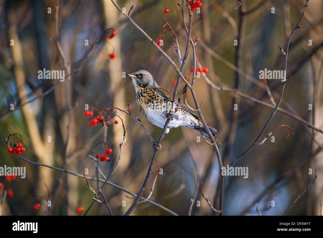Fieldfare image hi-res stock photography and images - Alamy