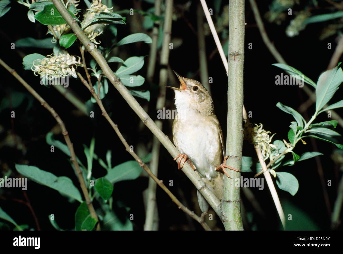 Grasshopper warbler calling at night Stock Photo - Alamy