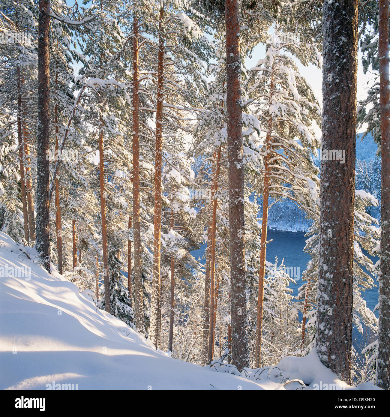 Trees in a slope at winter Stock Photo - Alamy