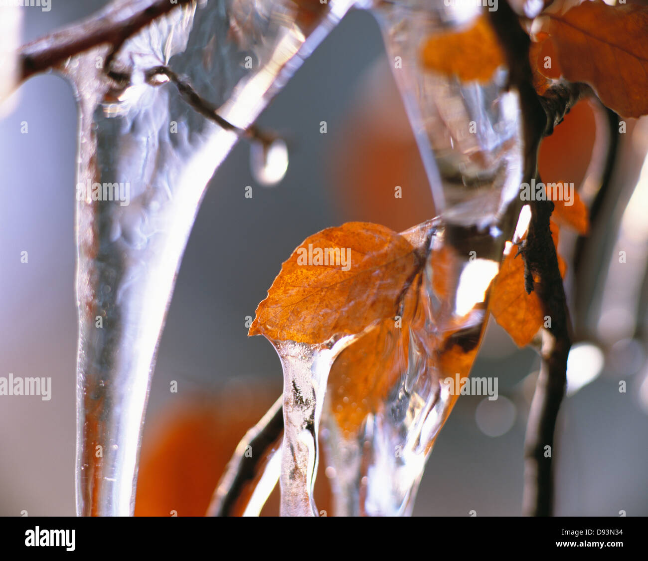 Icicles from braches with leaves Stock Photo - Alamy