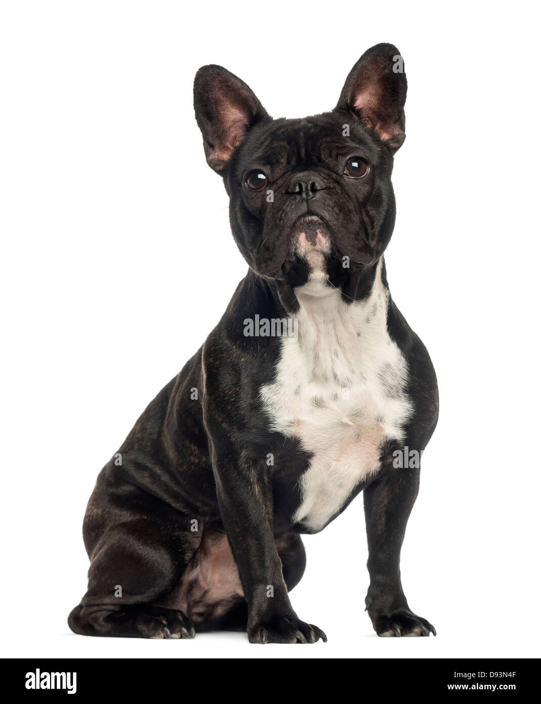 French Bulldog sitting, 2 years old, against white background Stock ...