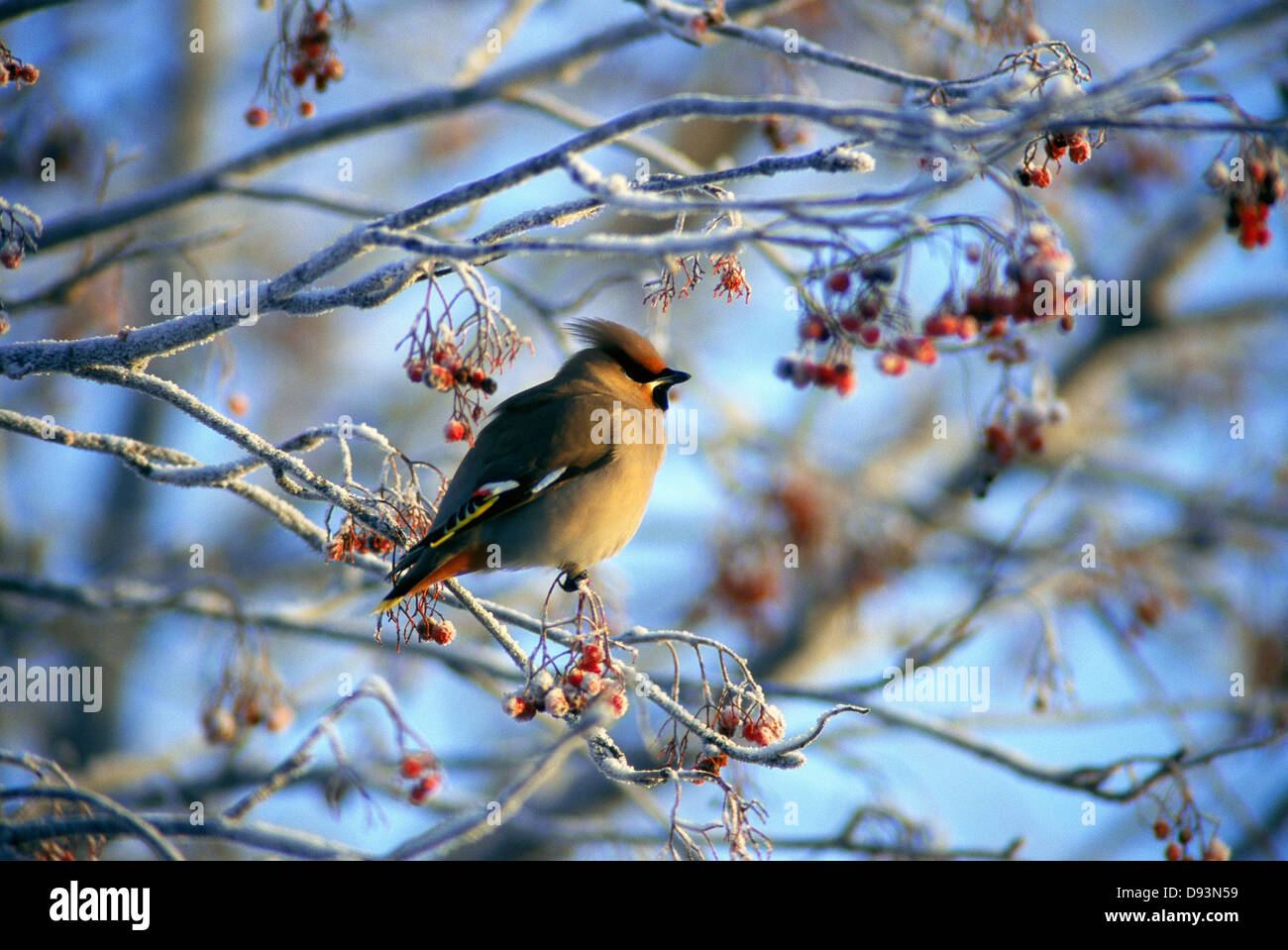 A bird in a tree Stock Photo - Alamy