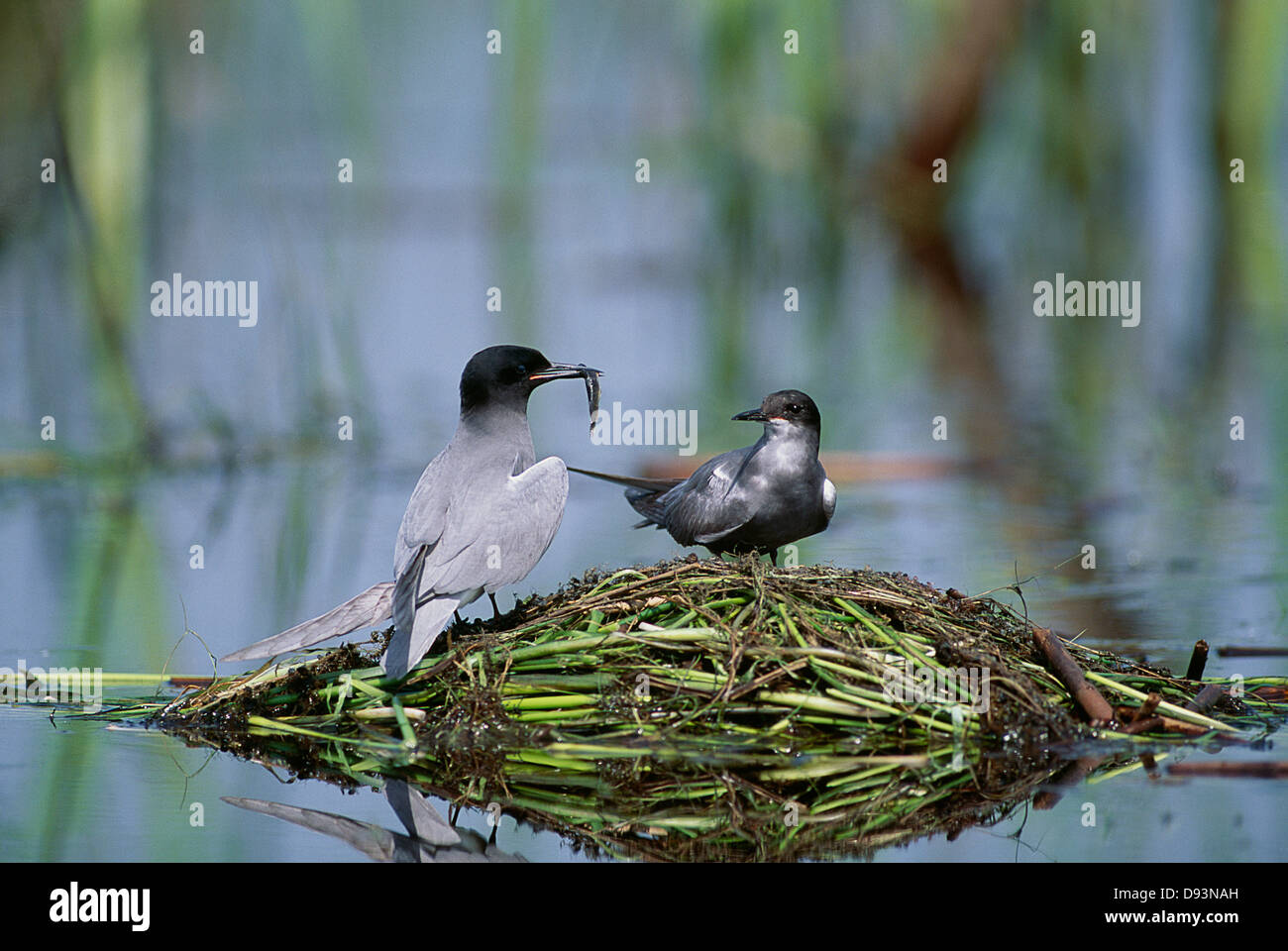 Black tern in nest Stock Photo - Alamy