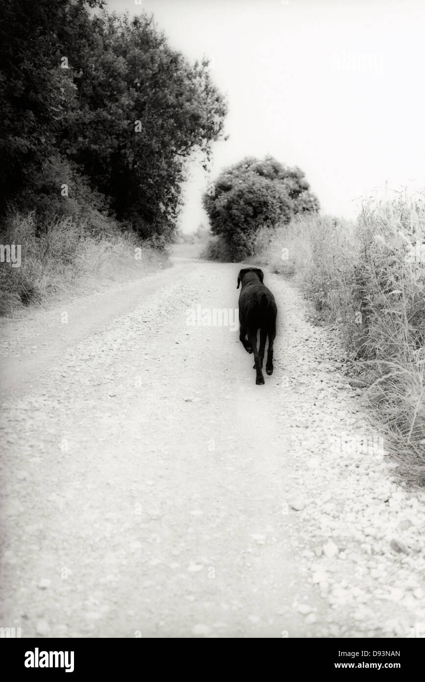 Black labrador running rear view hi-res stock photography and images ...