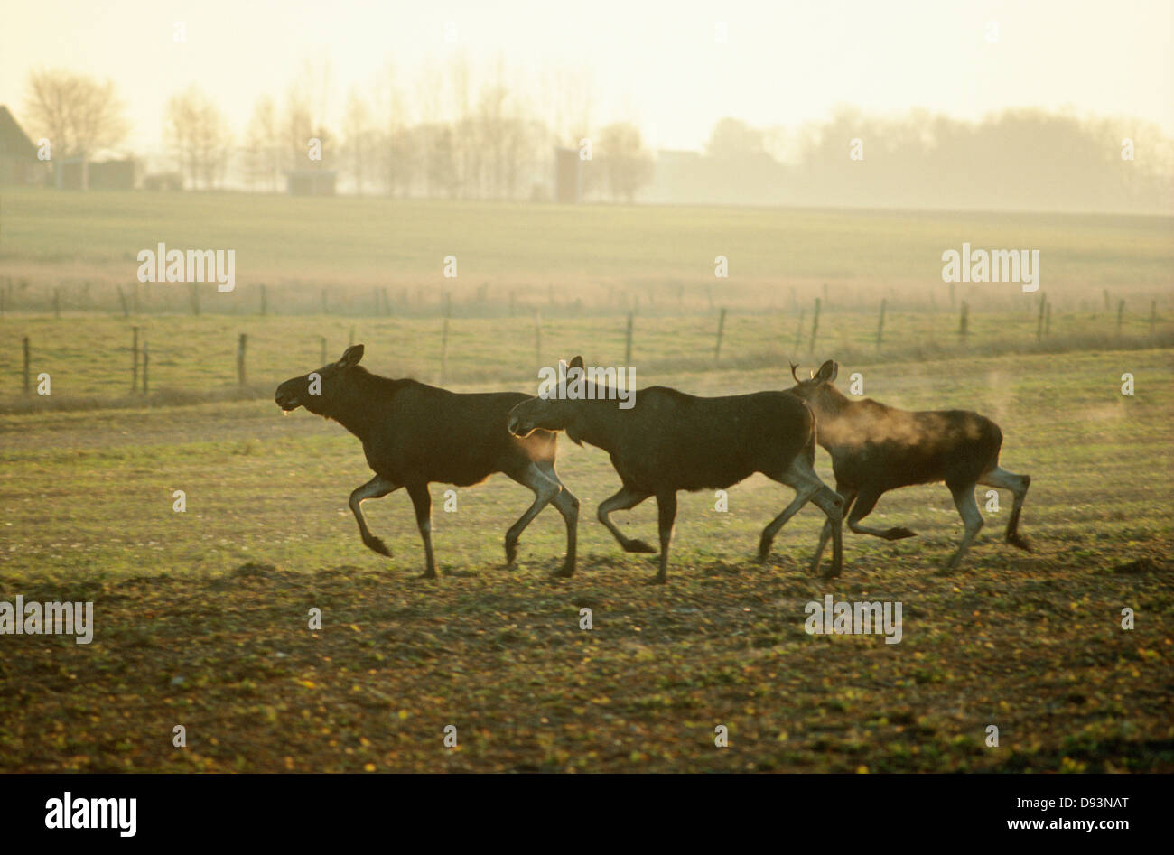 Elks running on field Stock Photo - Alamy