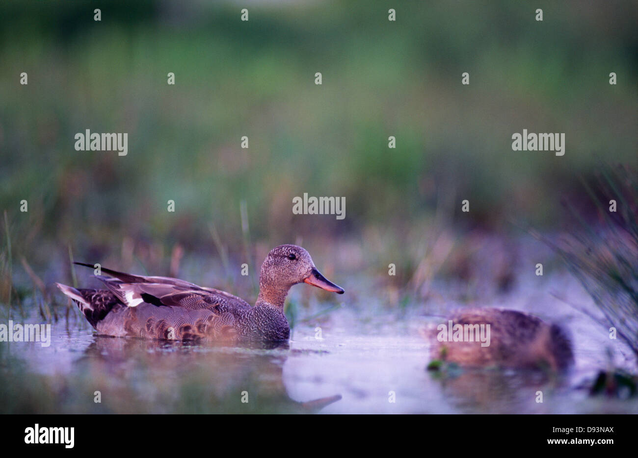 Duck in water, side view Stock Photo - Alamy