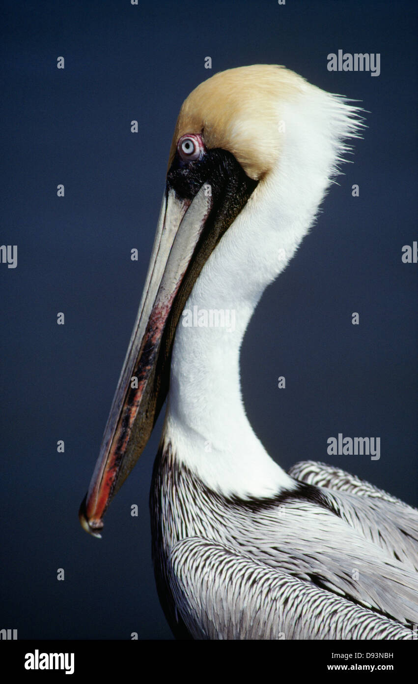 Stork, close-up, side view Stock Photo - Alamy