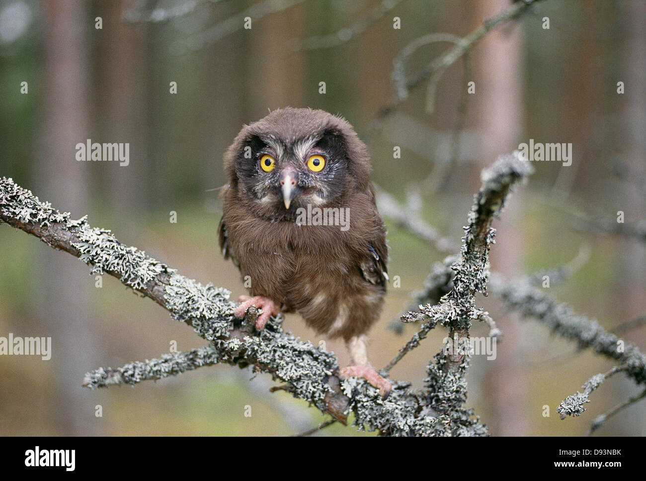 Full alert hi-res stock photography and images - Alamy
