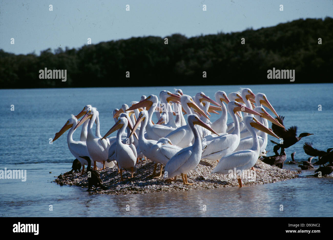 Flock of birds Stock Photo - Alamy