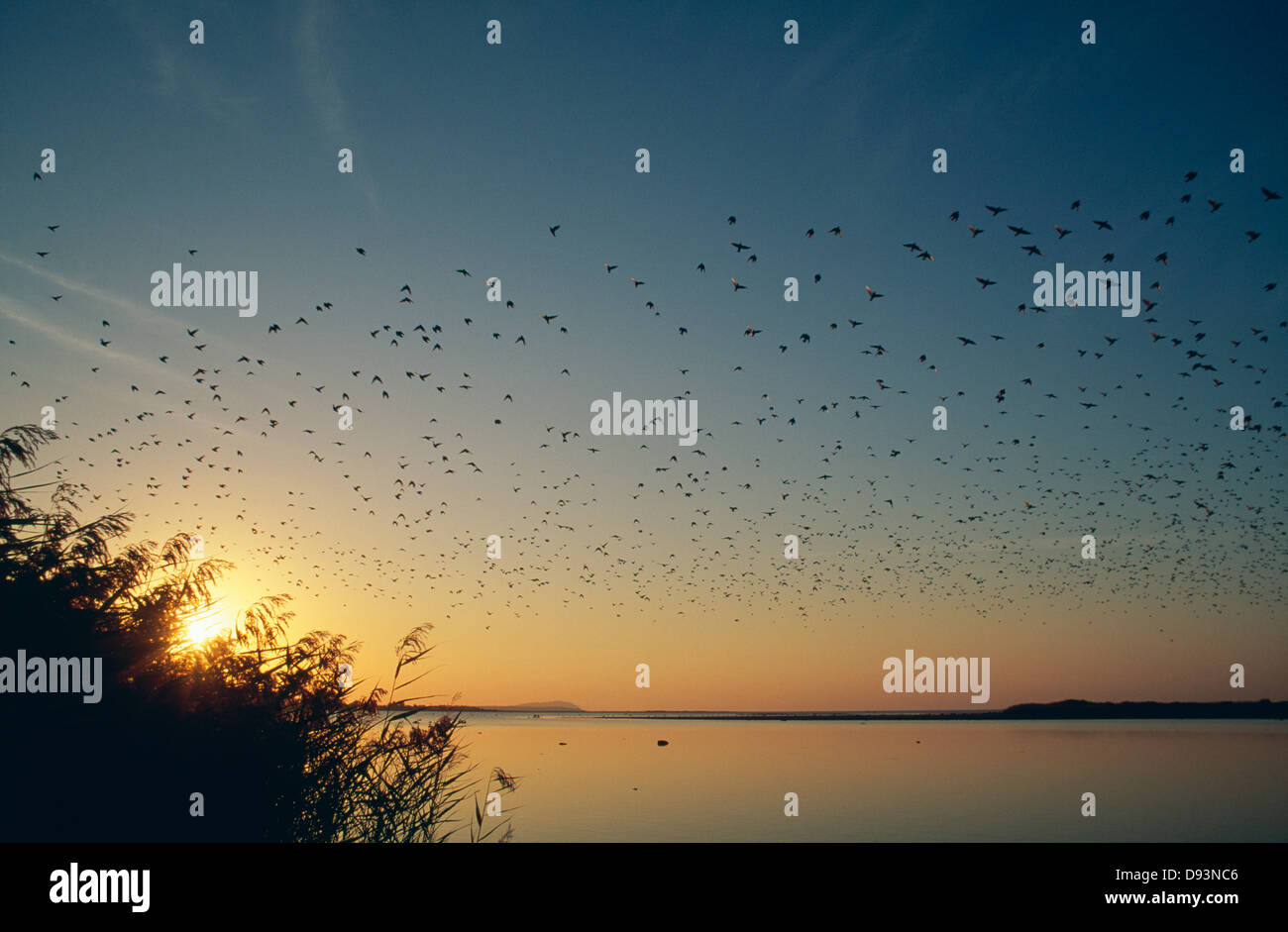 Flying low over water sunset hi-res stock photography and images - Alamy