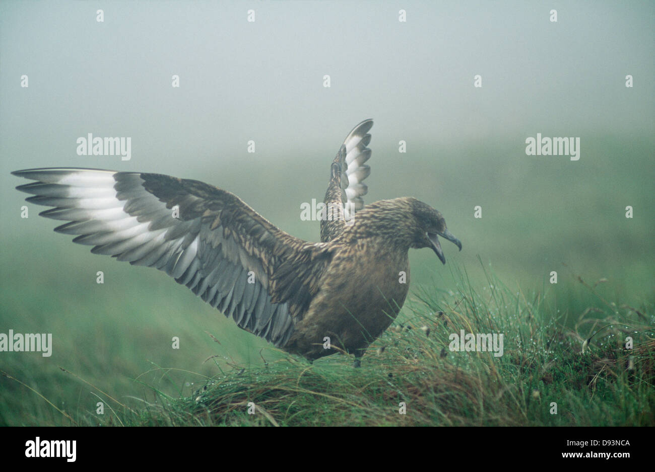 Bird on grass, close-up Stock Photo - Alamy
