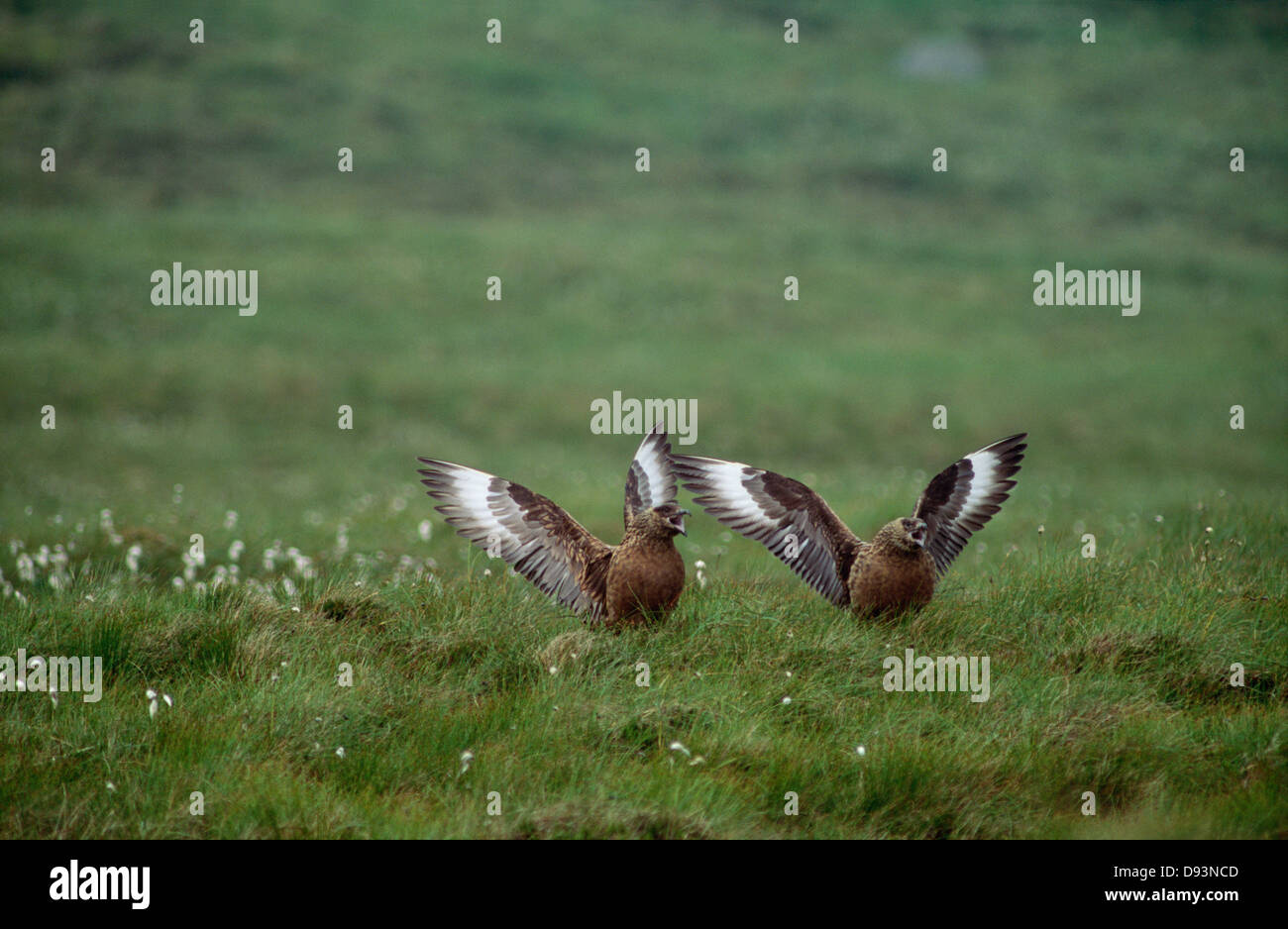 Birds grass hi-res stock photography and images - Alamy