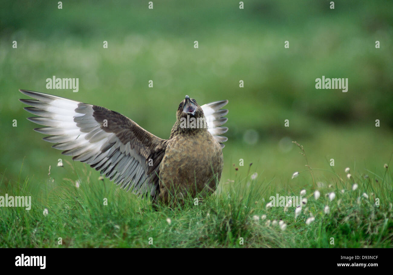 Bird on grass, close-up Stock Photo - Alamy