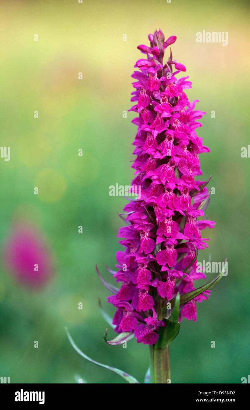 Pink flower, close-up Stock Photo - Alamy