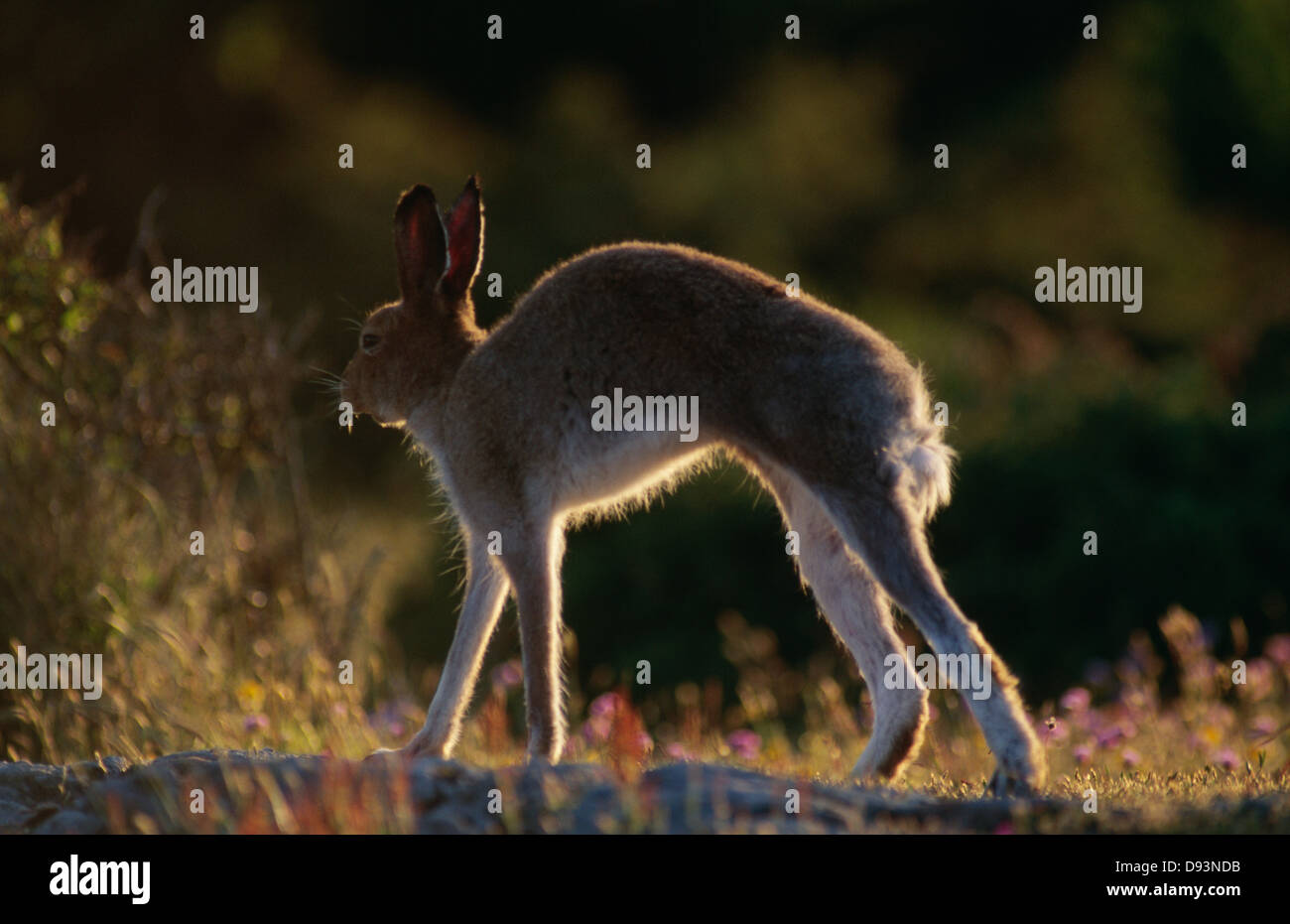 Hare walking on field, side view Stock Photo - Alamy