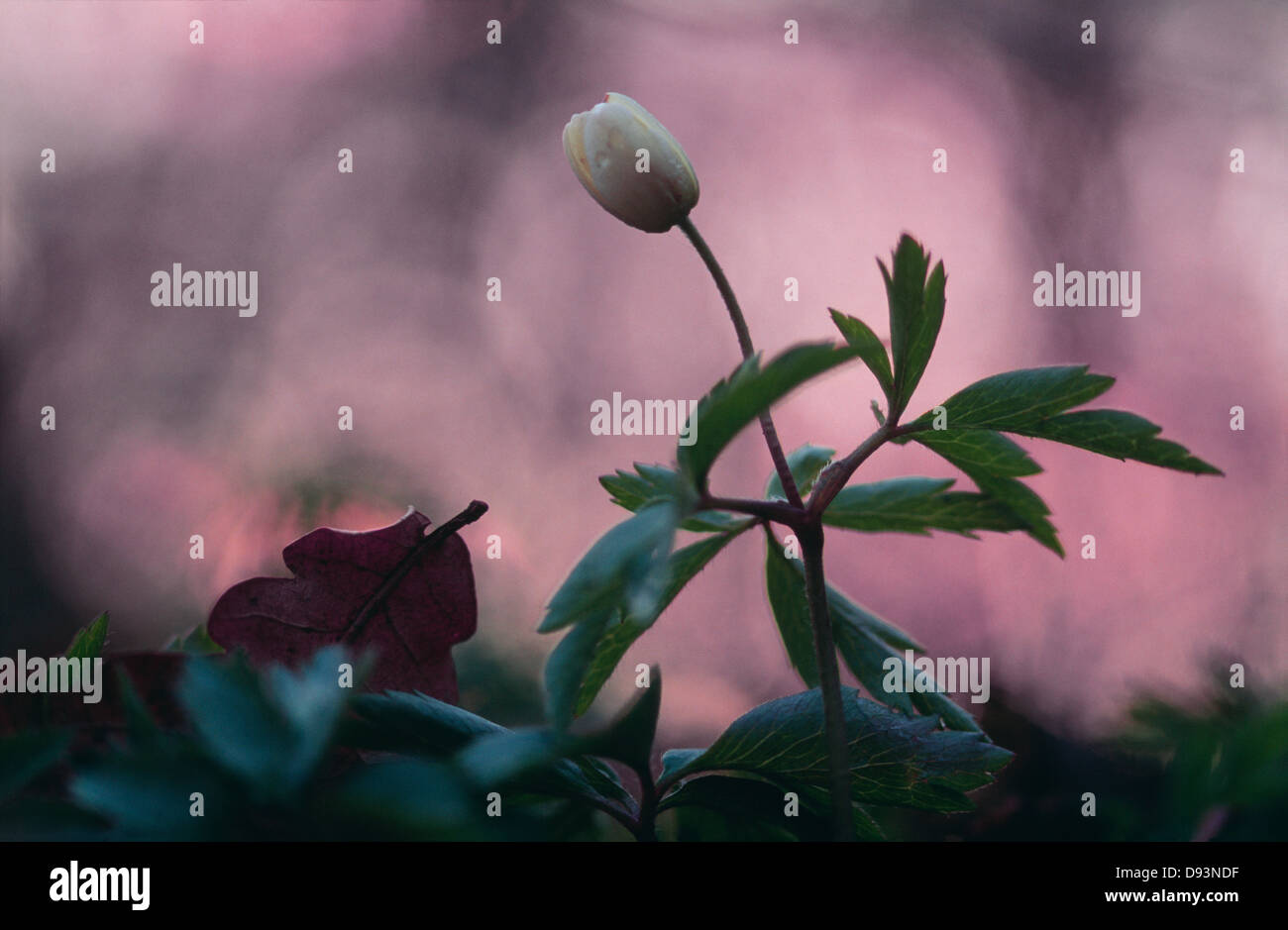 Flower at dusk, close-up Stock Photo - Alamy