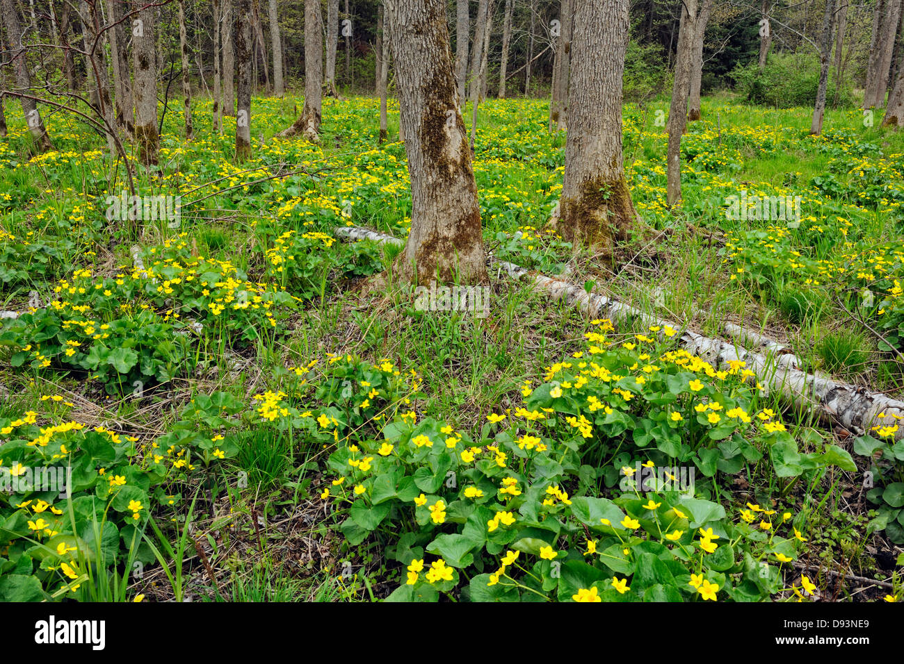 Flowering plants in swamps hi-res stock photography and images - Alamy