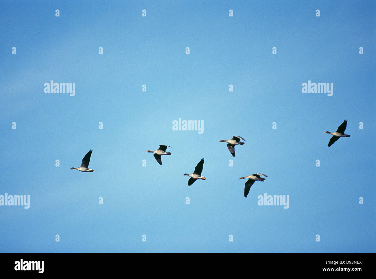 Birds in flight, low angle view Stock Photo - Alamy